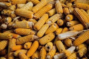 Corn oil: characteristics, properties, benefits and use - TreasureNatural