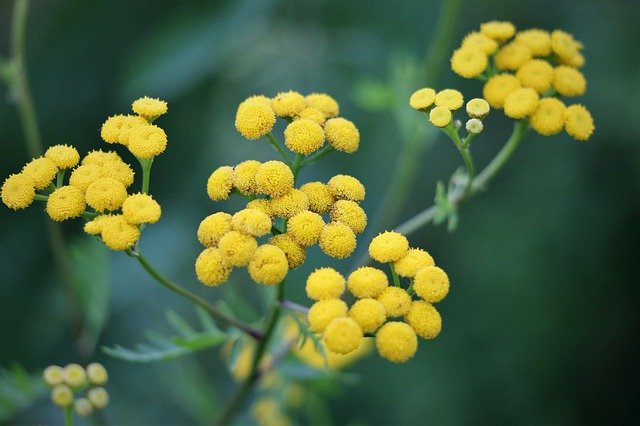 Helichrysum for Herbal Naturopathy: properties, benefits, uses, side ...