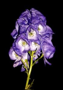 Aconite in homeopathy: properties, benefits and uses (all you need to ...