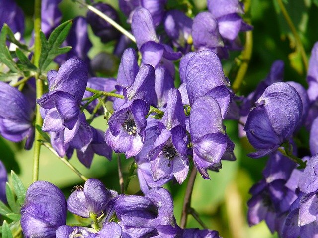 Aconitum Napellus in homeopathy: properties, benefits, uses (all you ...