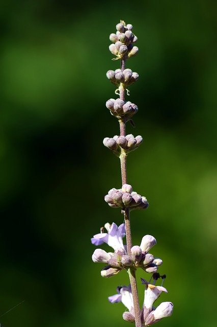 Agnus Castus in homeopathy: properties, benefits and uses (all you need ...