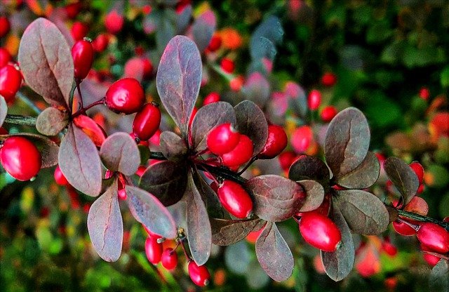 Barberry plant for Herbal Naturopathy: properties, benefits, uses, side ...