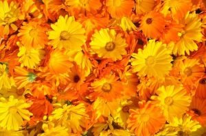 Calendula in homeopathy: properties, benefits and uses (all you need to ...