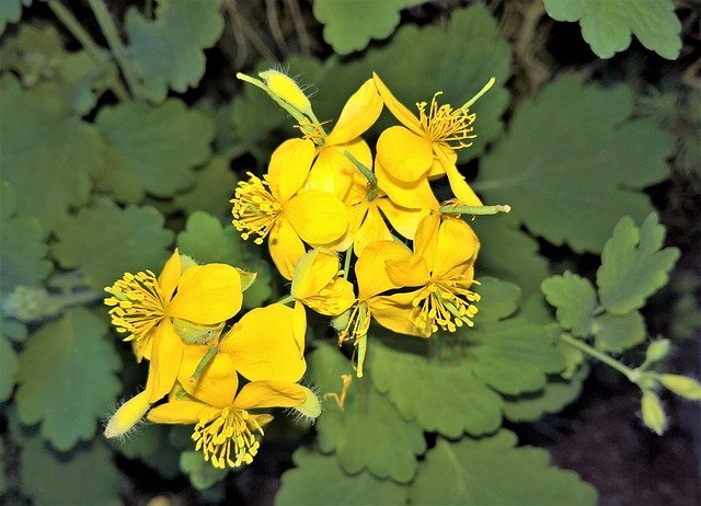 Celandine (Chelidonium majus) in homeopathy: properties, benefits and ...
