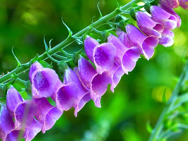 Digital ( Digitalis purpurea ) plant for Herbal Naturopathy: properties ...