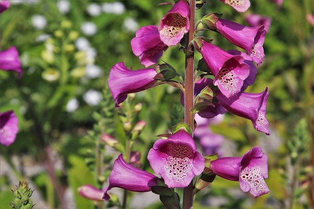 Digital (Digitalis purpurea) : side effects - TreasureNatural