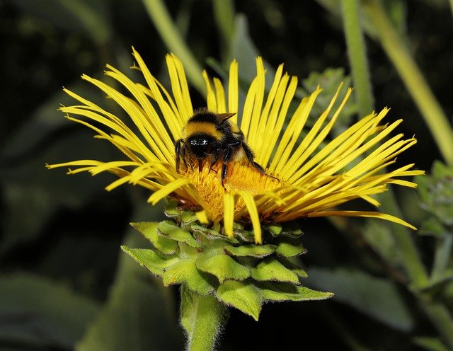 Elecampane or Inula helenium: uses in homeopathy - TreasureNatural
