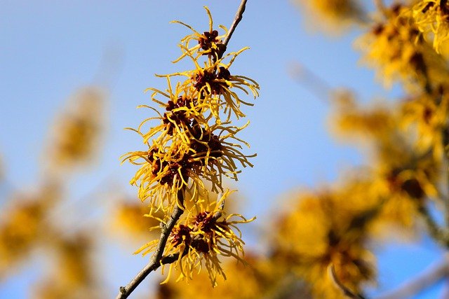 Hamamelis in homeopathy: properties, benefits and uses (all you need to ...
