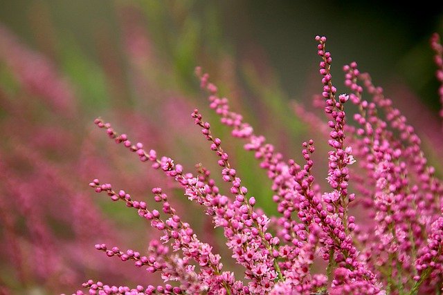Heather plant for Herbal Naturopathy: properties, benefits, uses, side ...
