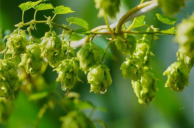 Hops plant for Herbal Naturopathy: properties, benefits, uses, side ...