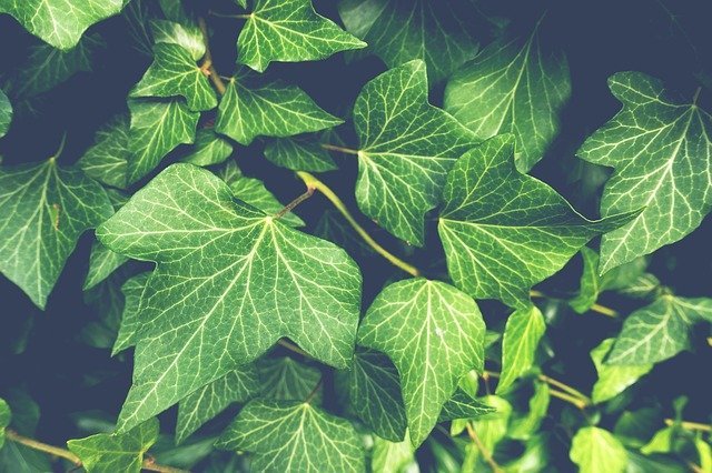 Ivy plant for Herbal Naturopathy: properties, benefits, uses, side ...