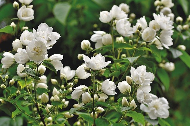 Jasmine for Herbal Naturopathy: properties, benefits, uses, side ...