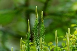 Lycopodium Clavatum in homeopathy: properties, benefits and uses (all ...