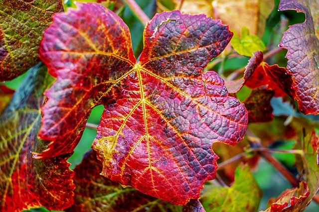 Red vine plant for Herbal Naturopathy: properties, benefits, uses, side ...