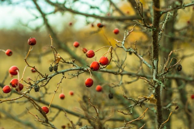 Rosehip for Herbal Naturopathy: properties, benefits, uses, side ...