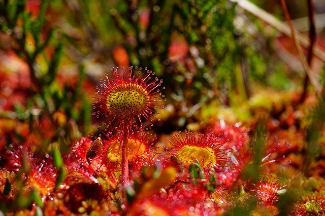 Sundew for Herbal Naturopathy: properties, benefits, uses, side effects ...