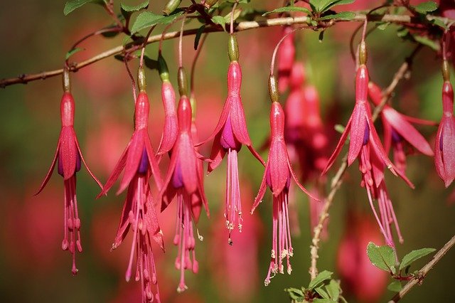 Bush Fuchsia: properties, benefits and uses (Australian Flower Essence ...