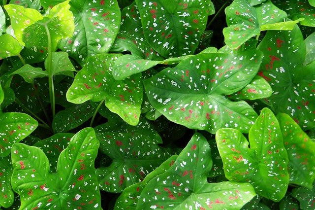Caladium in homeopathy: properties, benefits and uses (all you need to ...