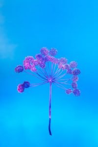 Cicuta Virosa in homeopathy: properties, benefits and uses (all you ...