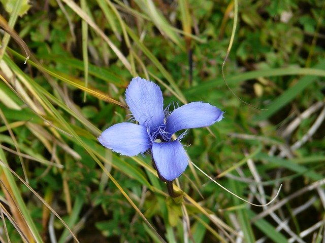 Fringed Violet: properties, benefits and uses (Australian Flower ...