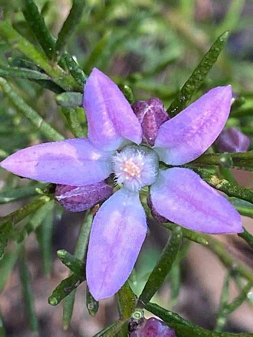 Philoteca: properties, benefits and uses (Australian Flower Essence and ...