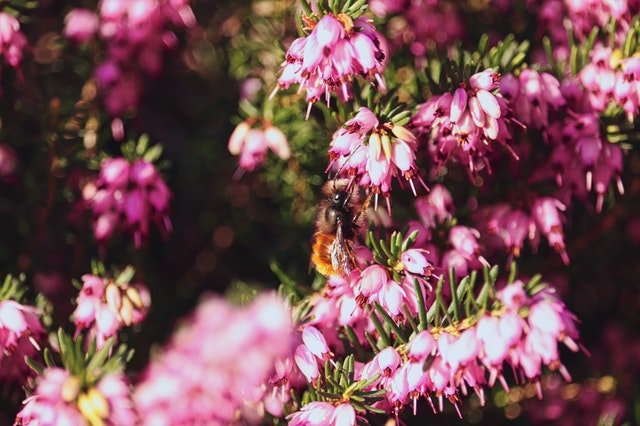 Turkey bush: properties, benefits and uses (Australian Flower Essence ...