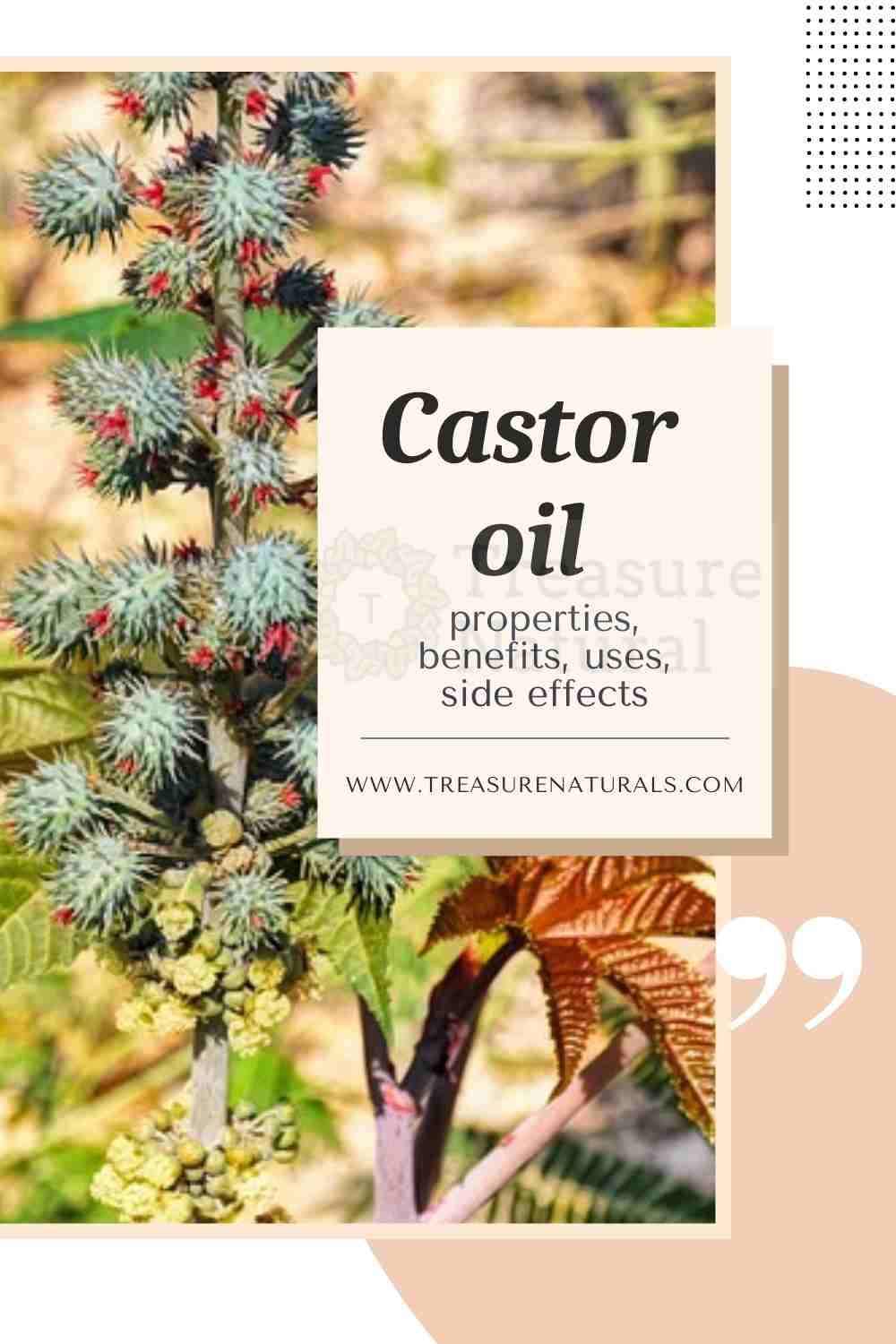 Castor oil for Herbal Naturopathy: properties, benefits, uses, side ...
