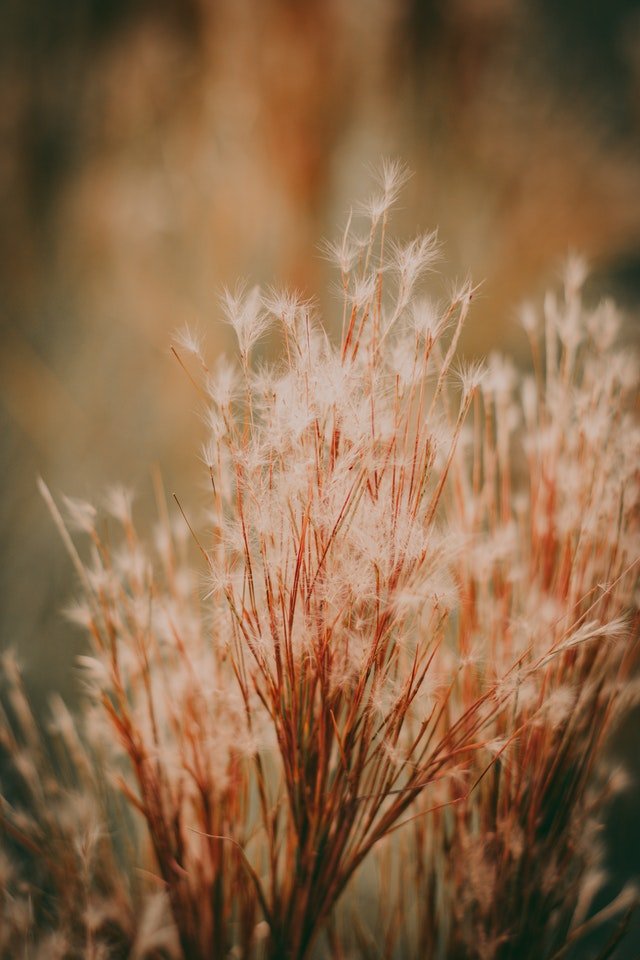 Lycopus Virginicus in homeopathy: properties, benefits and uses (all ...