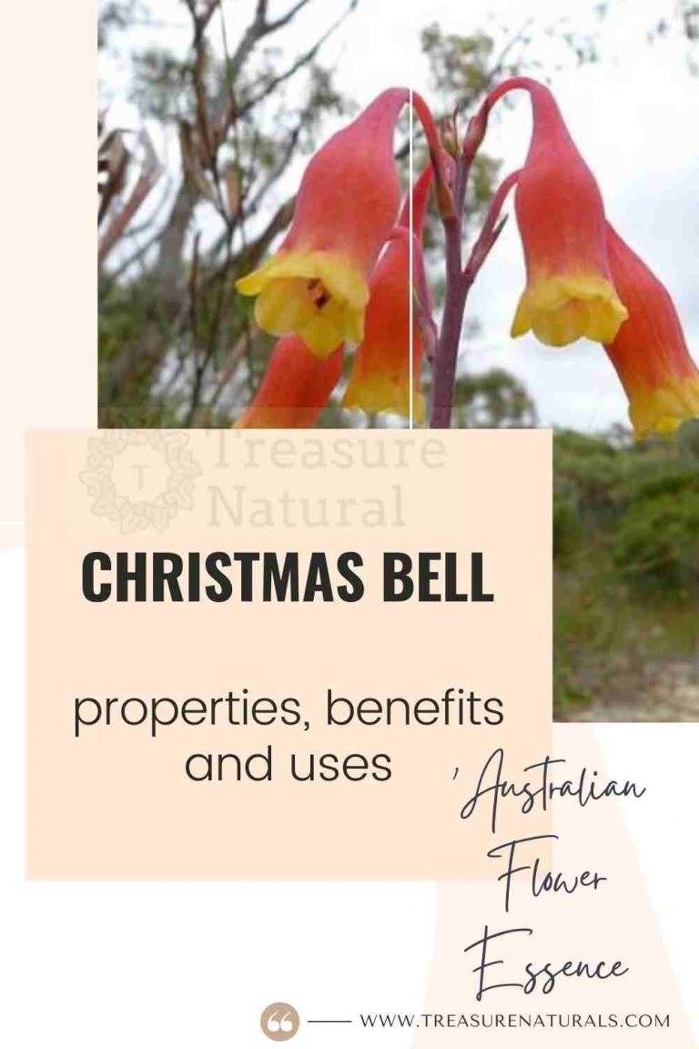 Christmas Bell: properties, benefits and uses (Australian Flower ...