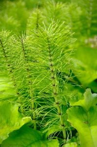 Equisetum in homeopathy: properties, benefits and uses (all you need to ...