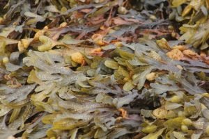 Fucus Vesiculosus in homeopathy: properties, benefits and uses (all you ...