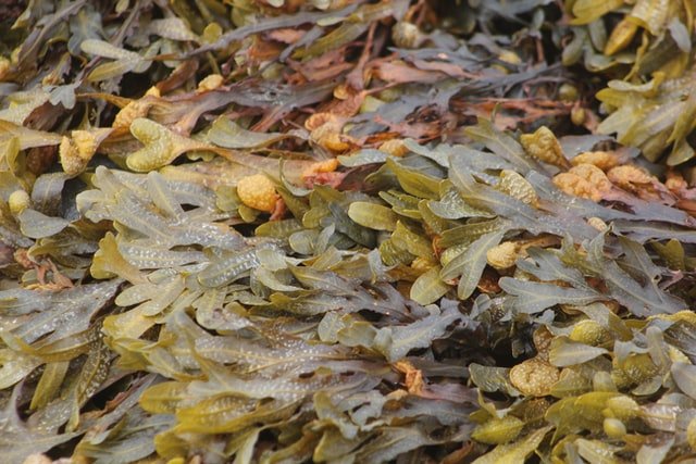 Fucus Vesiculosus in homeopathy: properties, benefits and uses (all you ...