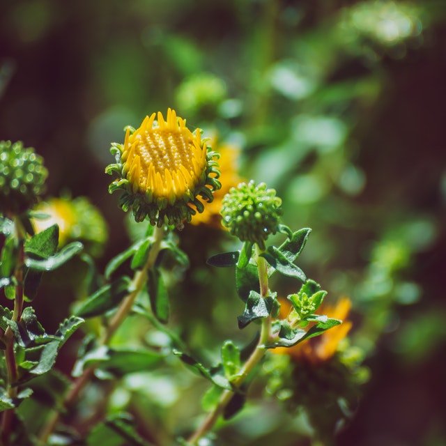 Grindelia in homeopathy: properties, benefits and uses (all you need to ...