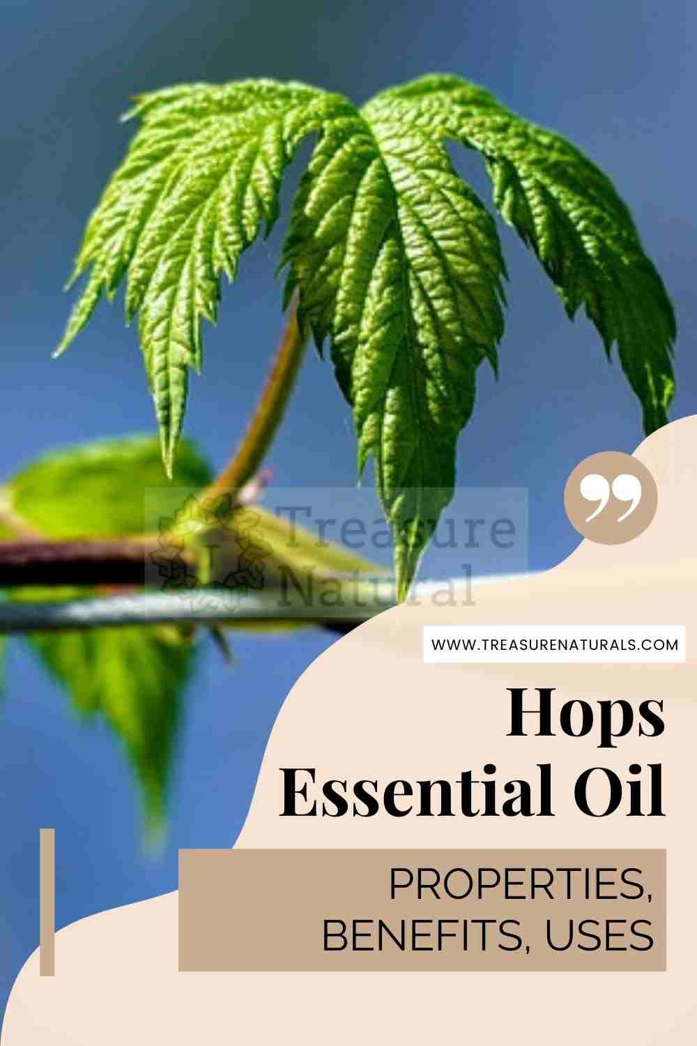 Hops Essential Oil: properties, benefits, uses - TreasureNatural