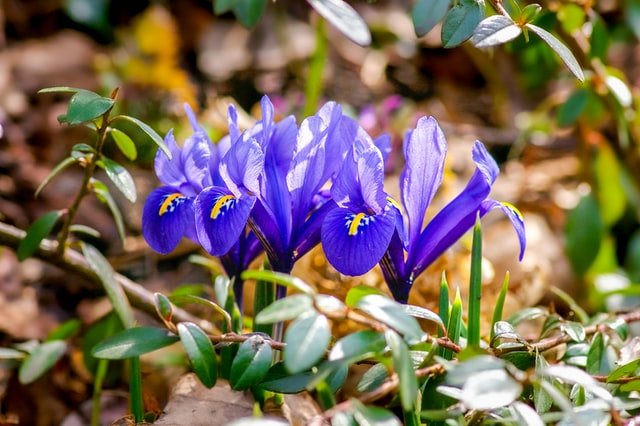 Iris Versicolor in homeopathy: properties, benefits and uses (all you ...
