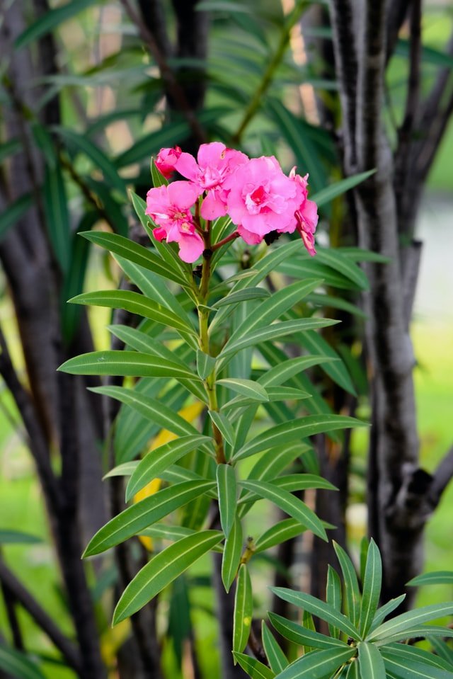 Oleander in homeopathy: properties, benefits and uses (all you need to ...