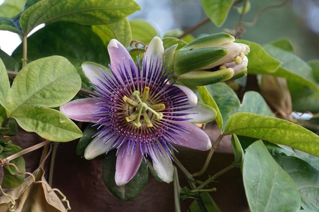 Passiflora in homeopathy: properties, benefits and uses (all you need ...