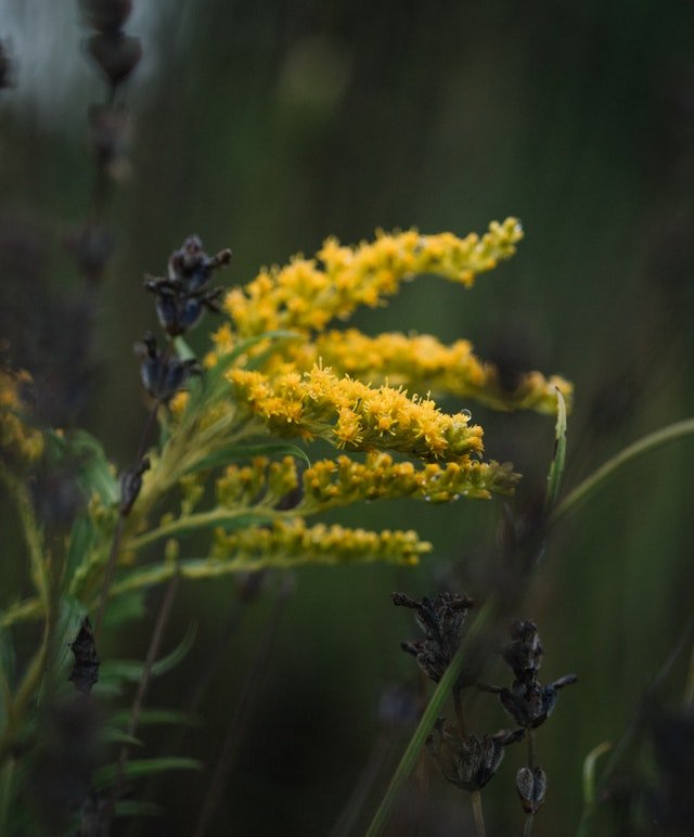 Solidago in homeopathy: properties, benefits and uses (all you need to ...