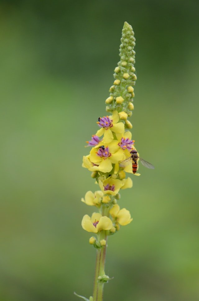 Verbascum in homeopathy: properties, benefits and uses (all you need to ...