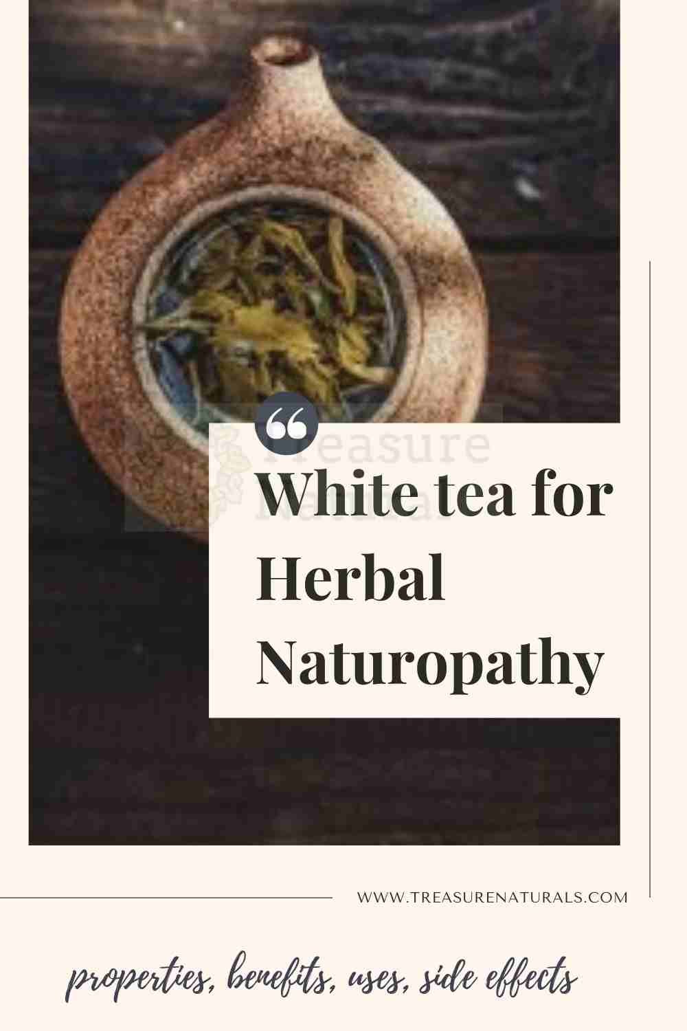 White tea for Herbal Naturopathy: properties, benefits, uses, side ...