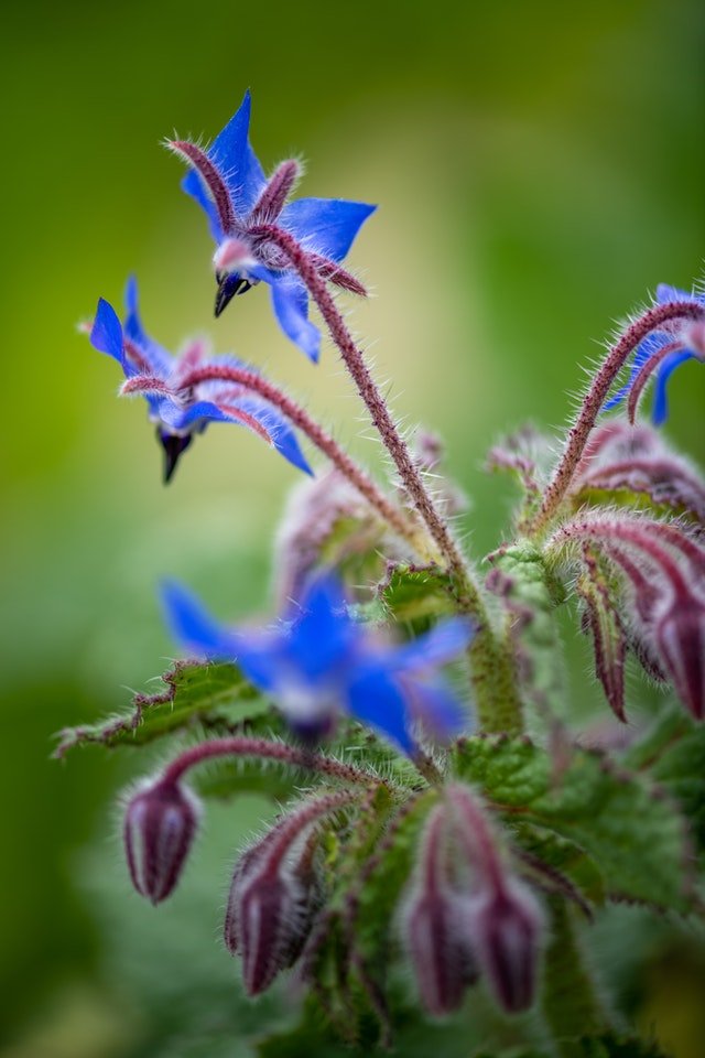 Borage ( Borago officinalis ) plant for Herbal Naturopathy: properties ...