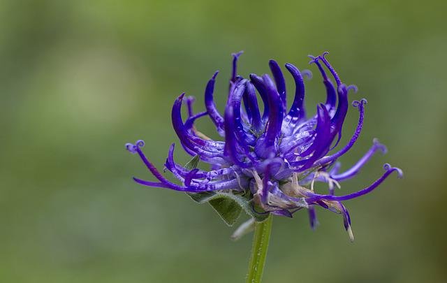 Iridoids for Herbal Naturopathy: properties, benefits, uses, side ...