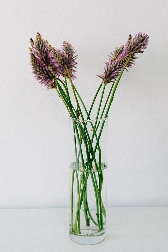 Pink Mulla Mulla: properties, benefits and uses (Australian Flower ...