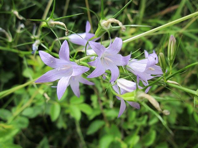 Rapunzel (Campanula rapunculus) plant for Herbal Naturopathy ...