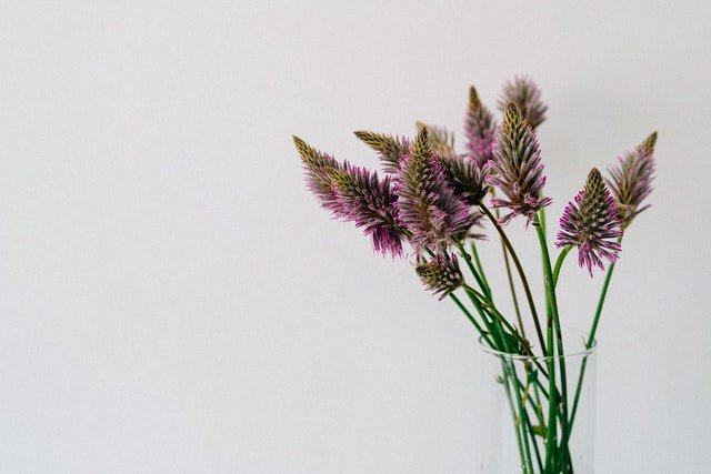 Solaris, the Australian flowers for the heat - TreasureNatural