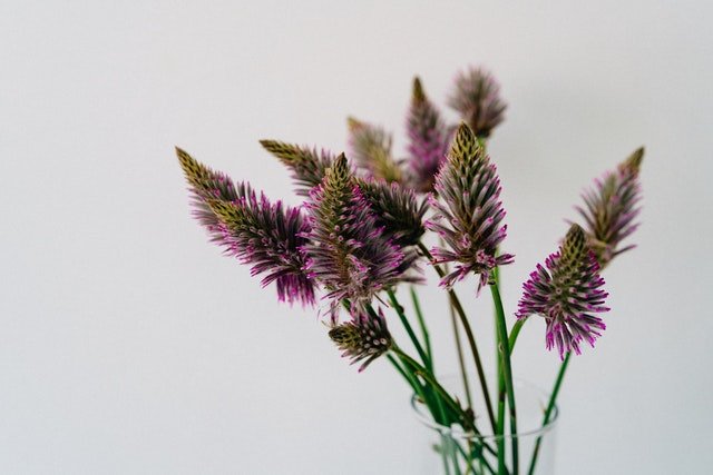 Tall Mulla Mulla: properties, benefits and uses (Australian Flower ...