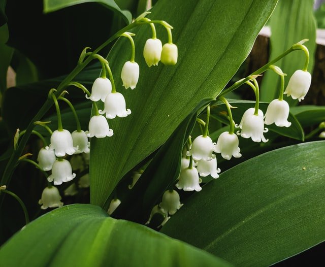 Thrush plant for Herbal Naturopathy: properties, benefits, uses, side ...