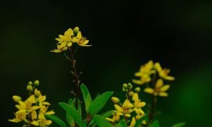 Galphimia Glauca in Homeopathy: properties, benefits and uses (all you ...