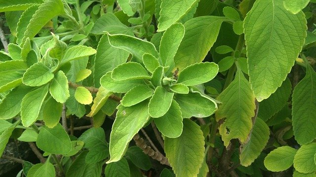 Boldo plant for Herbal Naturopathy: properties, benefits, uses, side ...