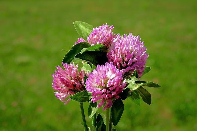 Clover for Herbal Naturopathy: properties, benefits, uses, side effects ...
